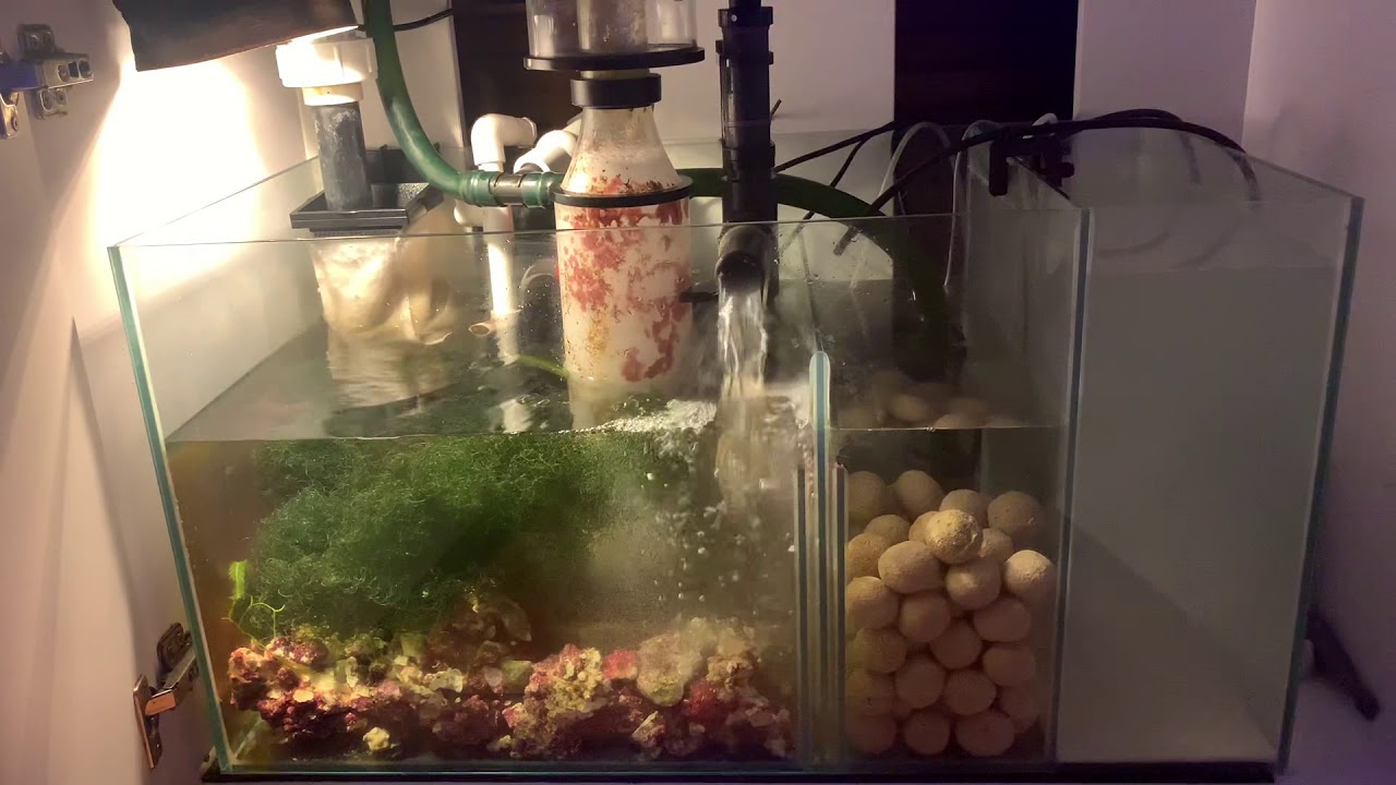 Aqua One Mini Reef 160 - Sump Overview - YouTube