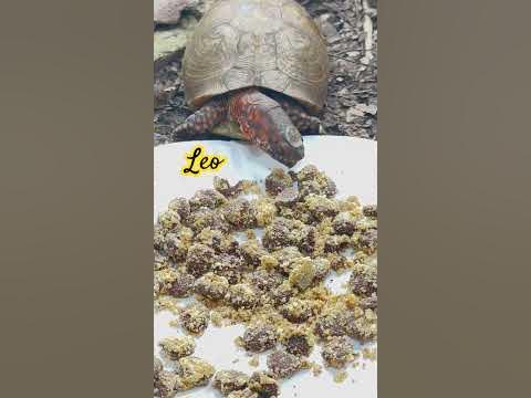 Box Turtle Eats Croc Chow and Layer Crumbles! - YouTube