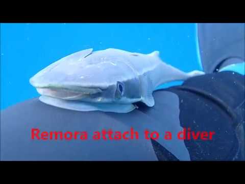 Remora attach to a diver - YouTube