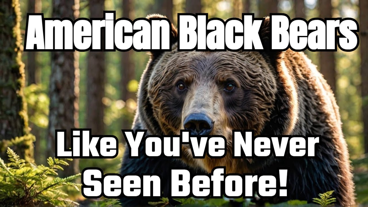 Bears Like You've Never Seen Before! - YouTube