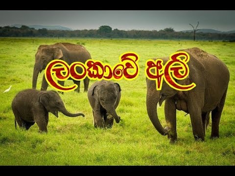 Nadun gamuwe ath raja - YouTube