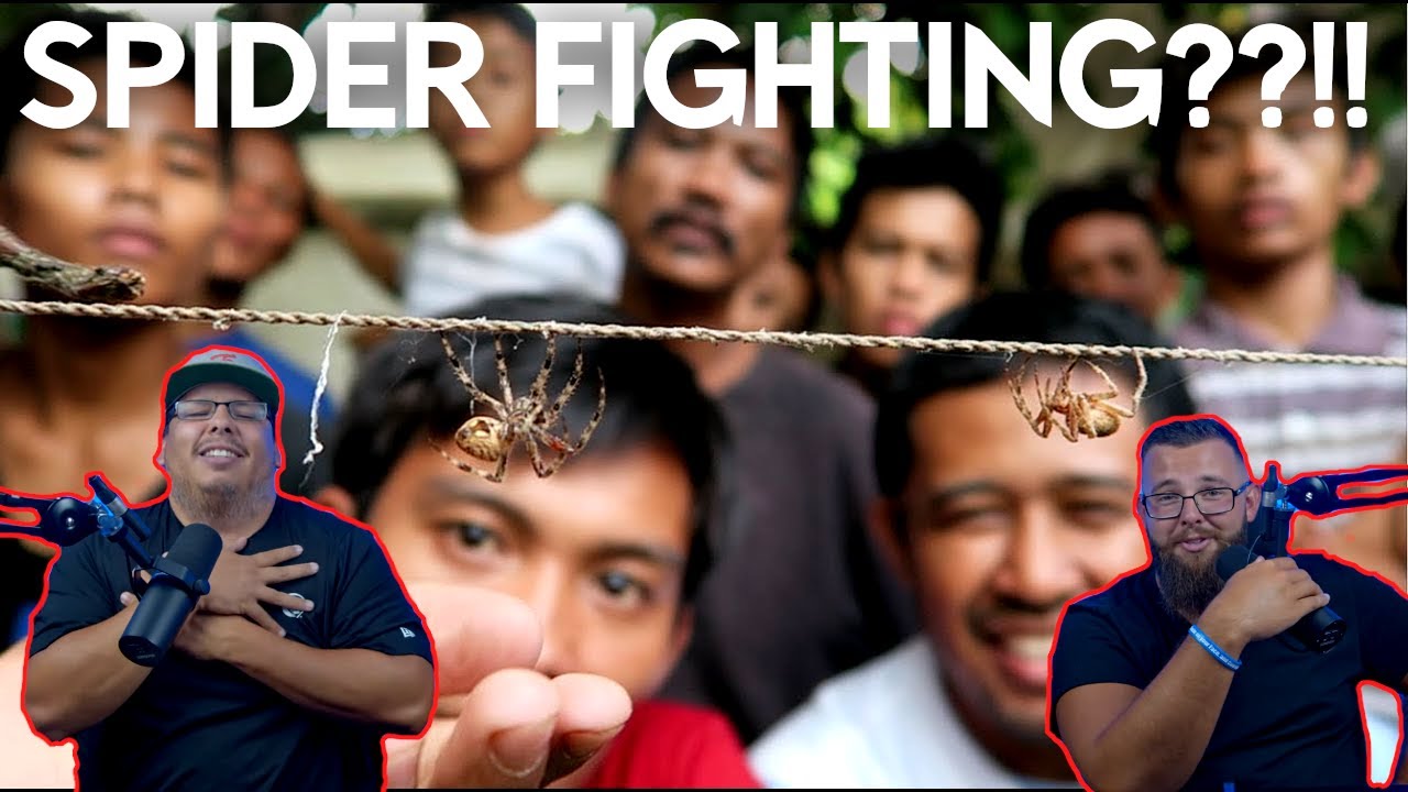 Philippines Spider Fighting?! | Kaka Fighting | Americans React - YouTube
