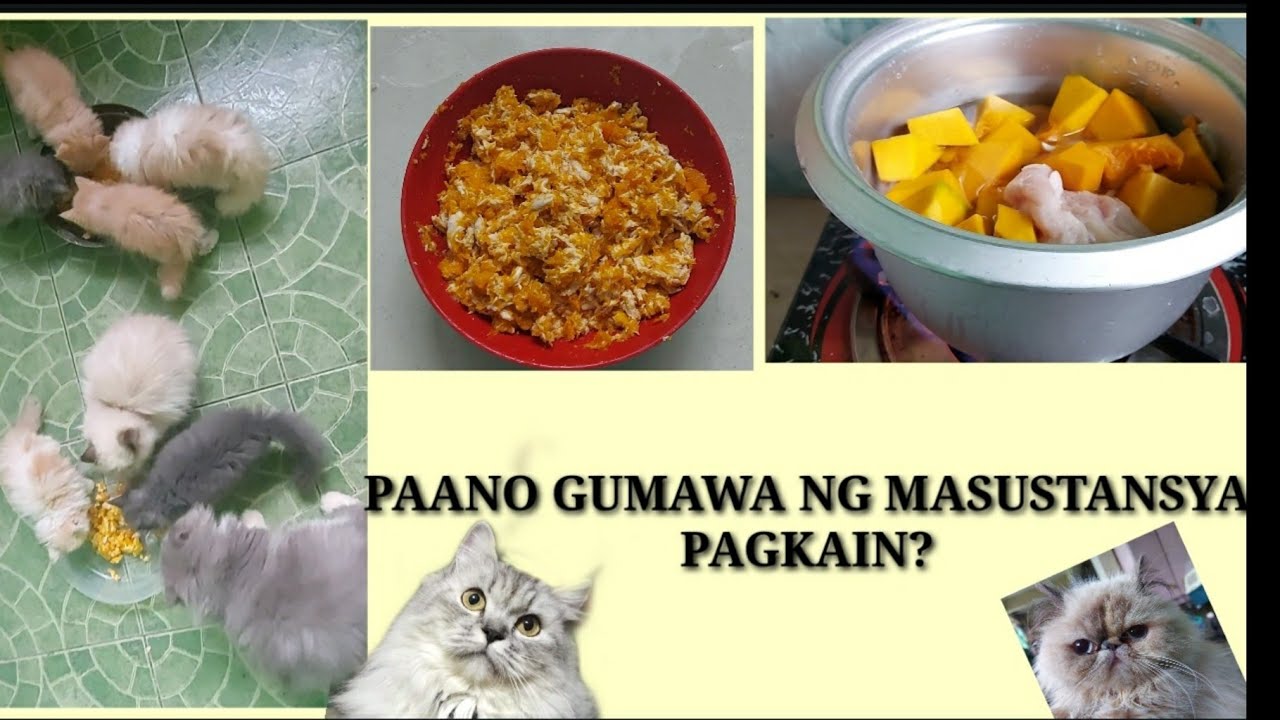 PAANO GUMAWA NG MASUSTANSYA PAGKAIN NG PUSA(CAT) - YouTube
