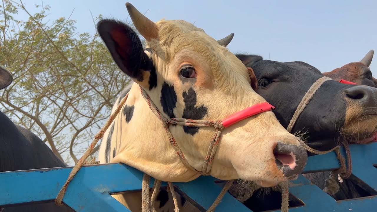 cow unloading, cow videos, cow video, big cow, goru hamba cow, Ep - 240 ...