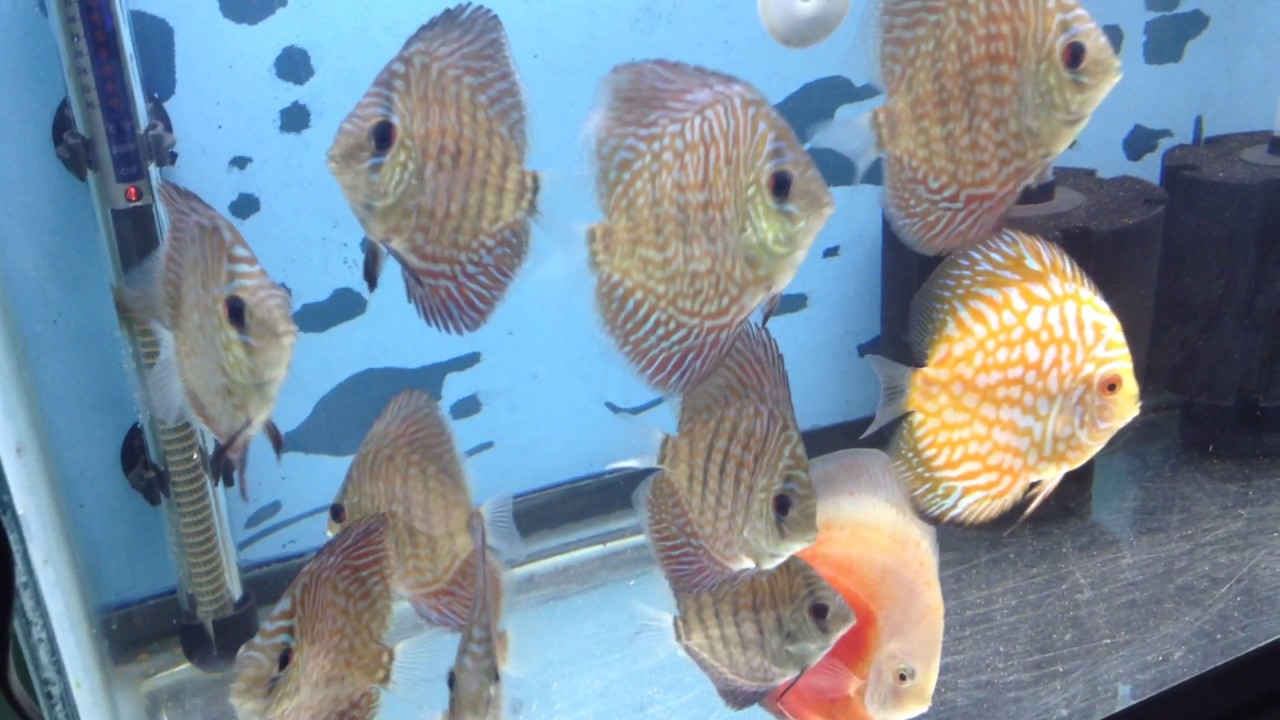 Indiana Tiger Na Discus - YouTube