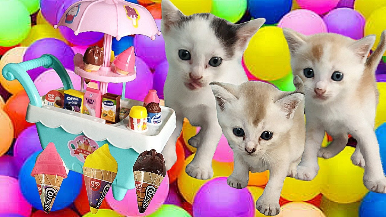 ANAK KUCING TIKTOK LUCU MEOW MEOW‼️KOMPILASI KUCING LUCU VIRAL - YouTube