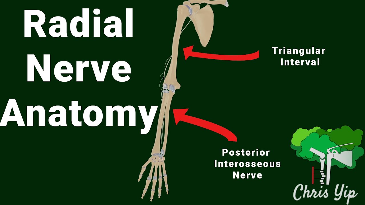 Radial nerve anatomy (animated) - YouTube