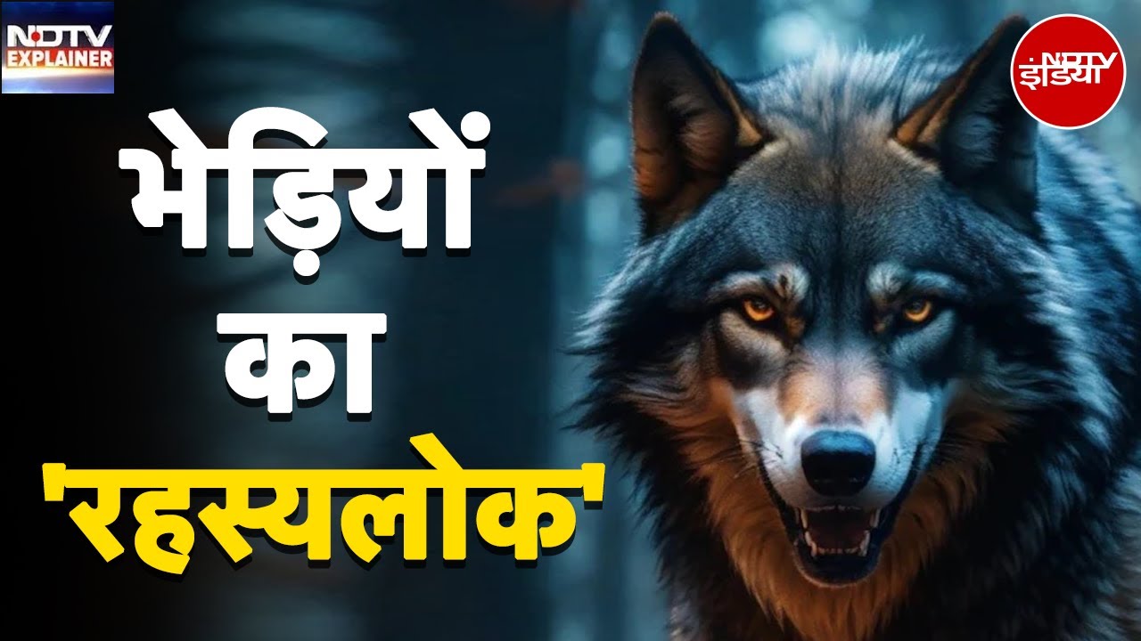 Wolf Attack in UP: इंसानी बस्ती में भेड़ियों के हमले क्यों? | Bahraich | NDTV Explainer - YouTube