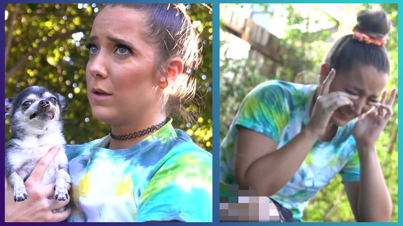 One of the Best Dog Moms: Jenna Marbles and Her 4 Dogs Compilation ...