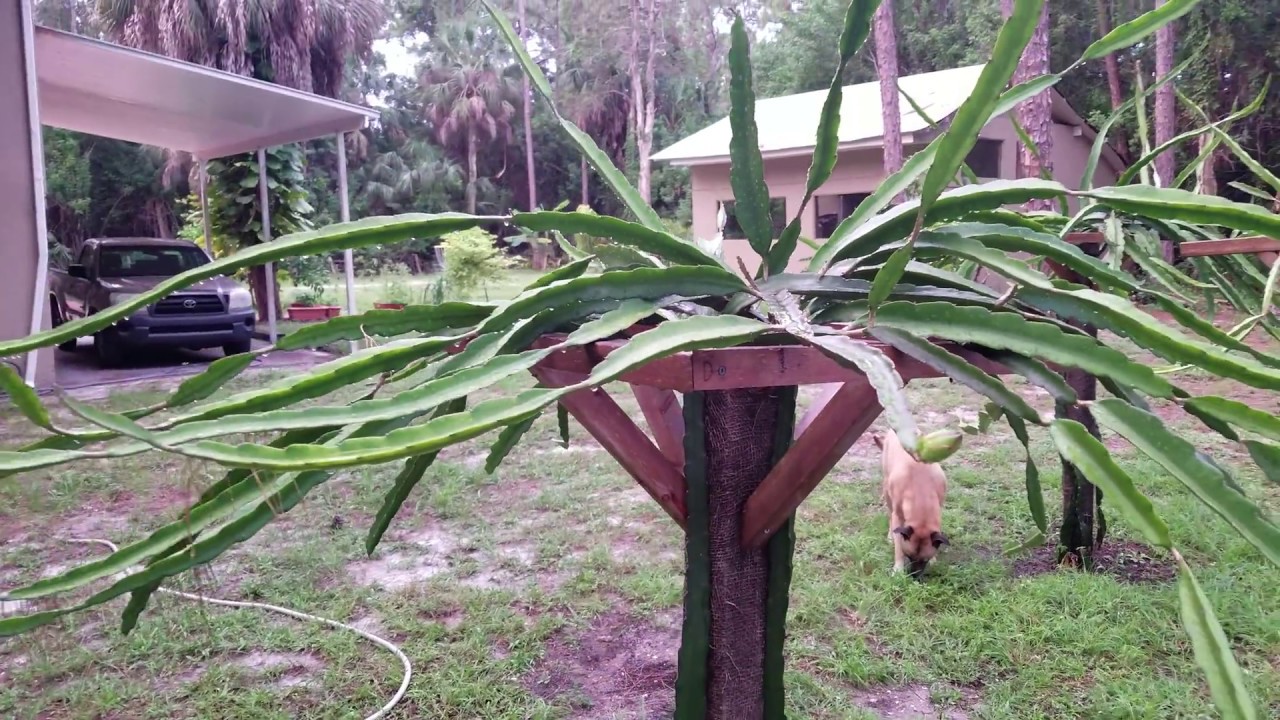 How to grow Dragon Fruit in SWFL ( part 10 ) - YouTube