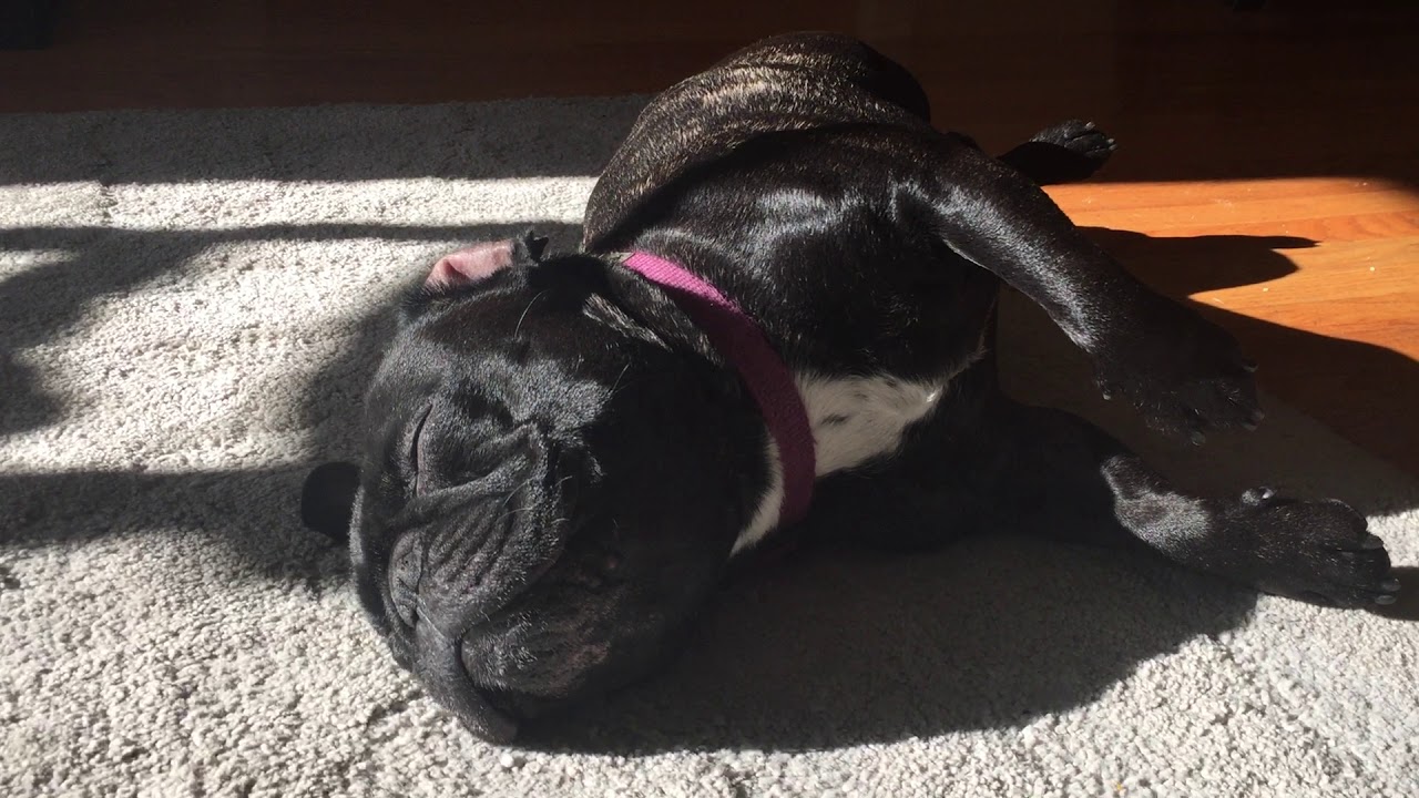 Cosmo the Farting Grunting French Bulldog - YouTube