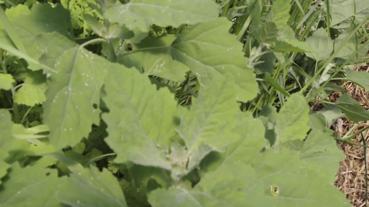 Foraging Edible Spring Greens, 1/2 - YouTube