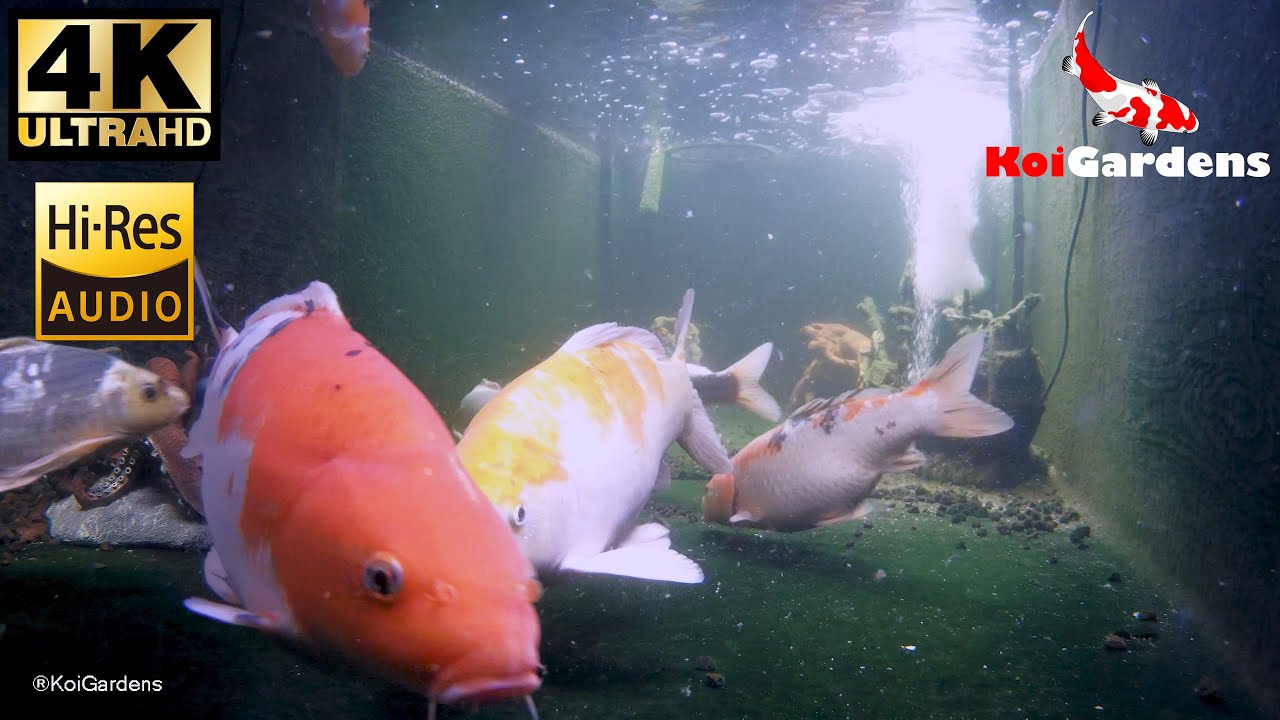 【4K】 Koi Gardens - Japanese Koi - Koi Playing Around - Koi Pond - Fish ...