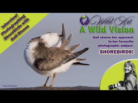 Photographing Shorebirds with Gail Bisson