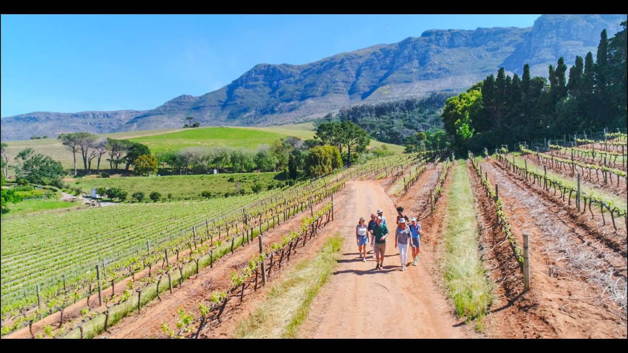 The Constantia Wine Walk - YouTube
