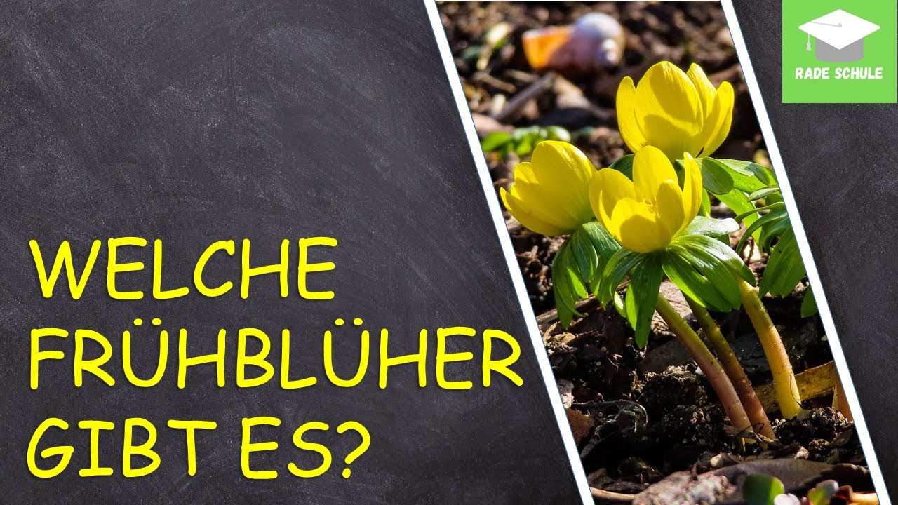 Lernvideo: Frühblüher - YouTube