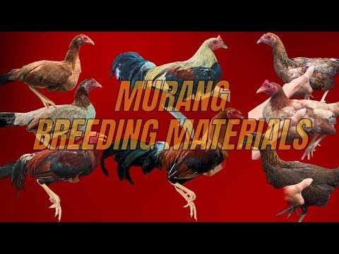 MURANG BREEDING MATERIALS FOR SALE - YouTube