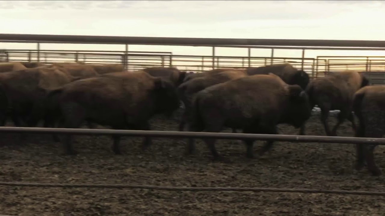 Brown Yearling Heifers - YouTube
