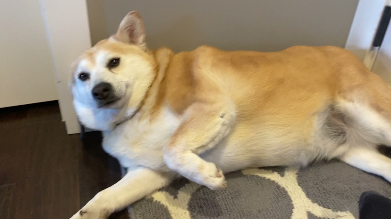 My fat shiba rejecting me - YouTube