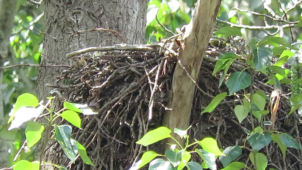 05/13/20 Red-Tailed Hawk Eyas in Nest @ 350 S 38th Ct Renton Wa 0423 ...