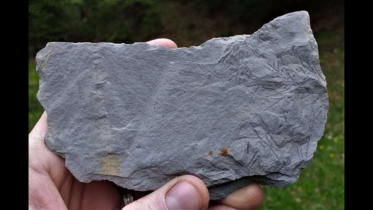 Looking for the fossils - Fucoides (algae), Eastern Romania, Carpathian ...