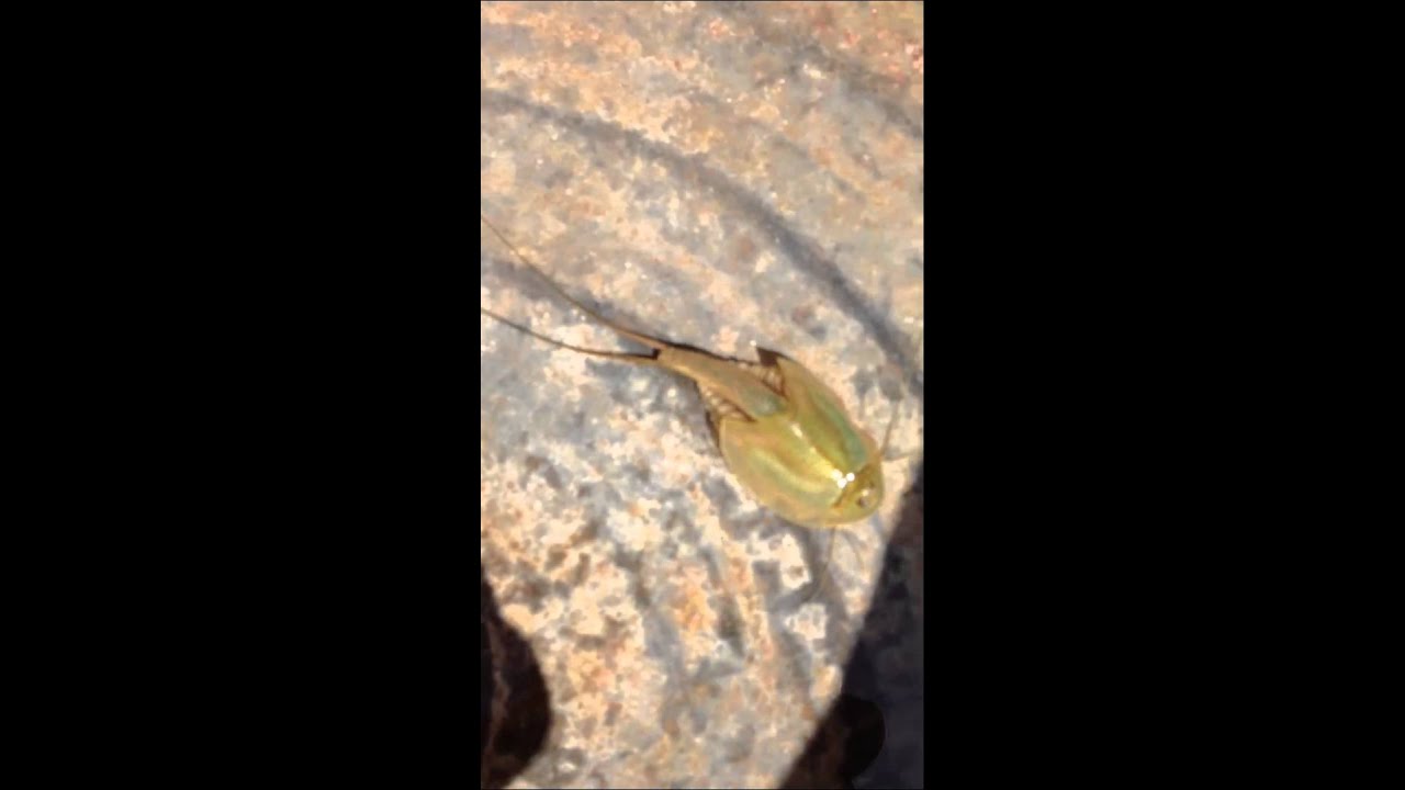 Tadpole Shrimp (notostraca triops longicaudatus) - YouTube