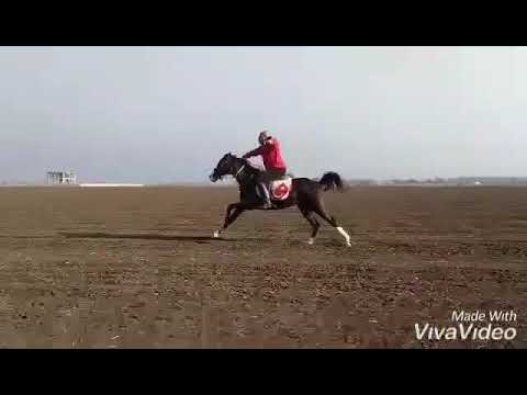 at Türk'ün kanadıdır