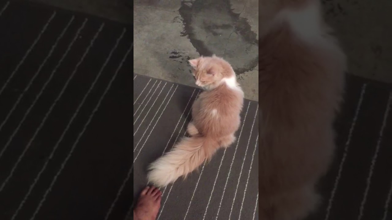 Kucing DLH KIM CHI ekor cantik - YouTube