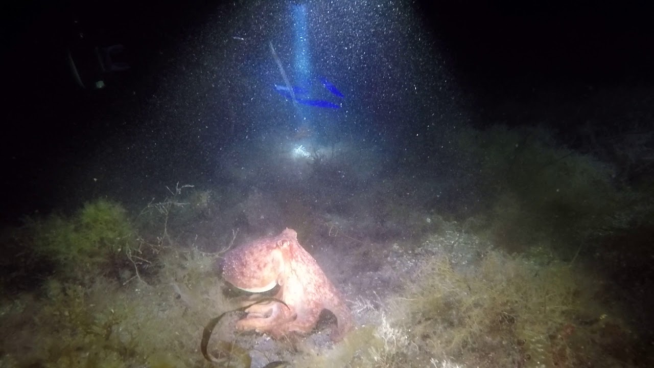 octopus port erin - YouTube