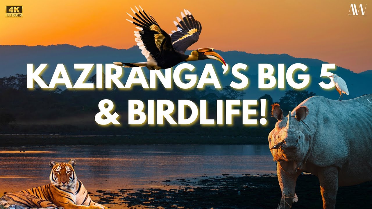 Kaziranga’s Big 5: Majestic Mammals & Spectacular Birds Unveiled ...