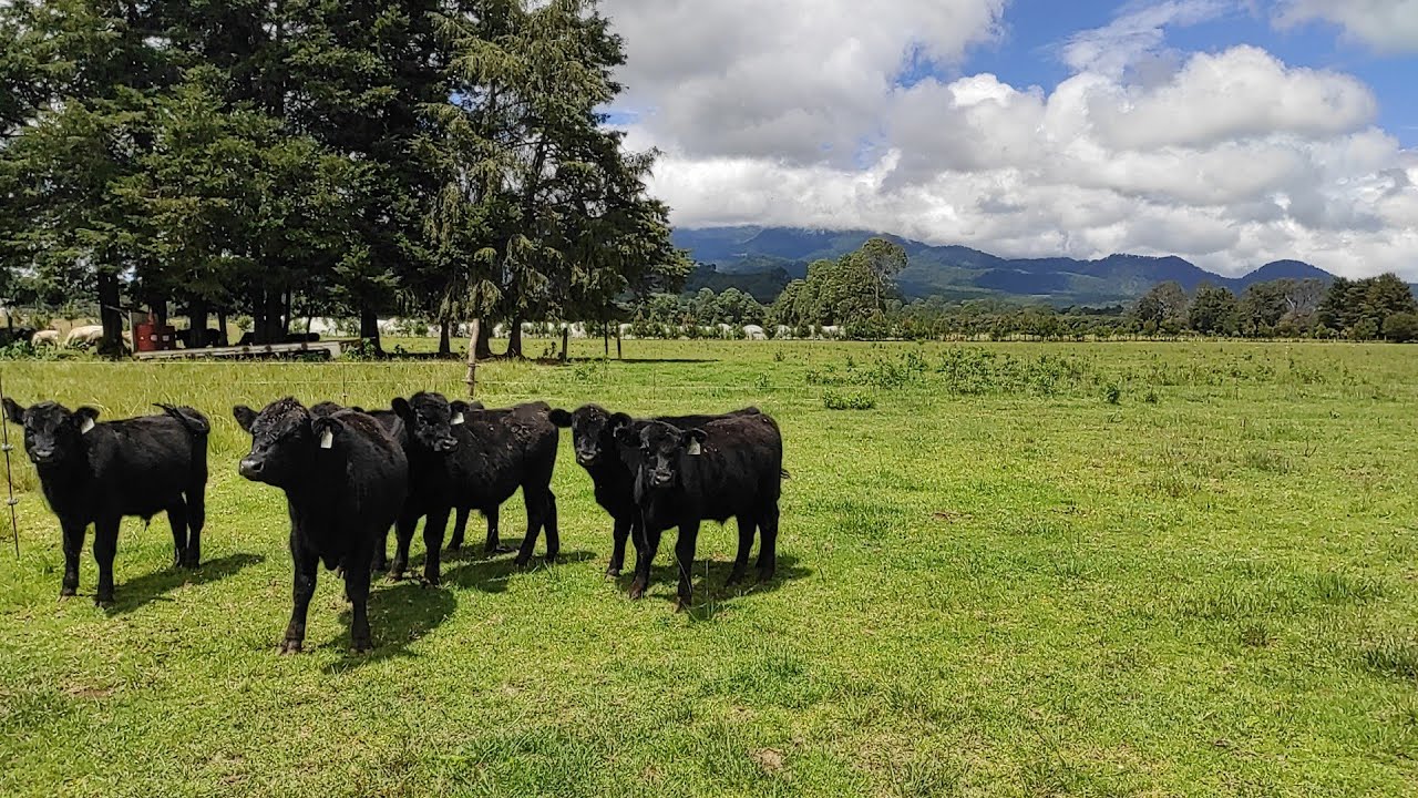 A LA VENTA BECERROS ANGUS NEGRO PUROS!! - YouTube