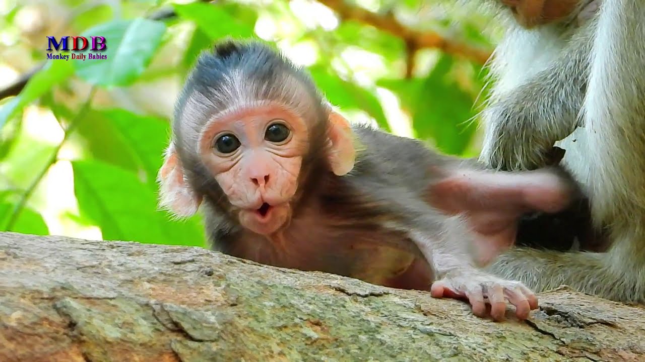 Monkey Milta fights against young monkey steals baby Miltan - YouTube