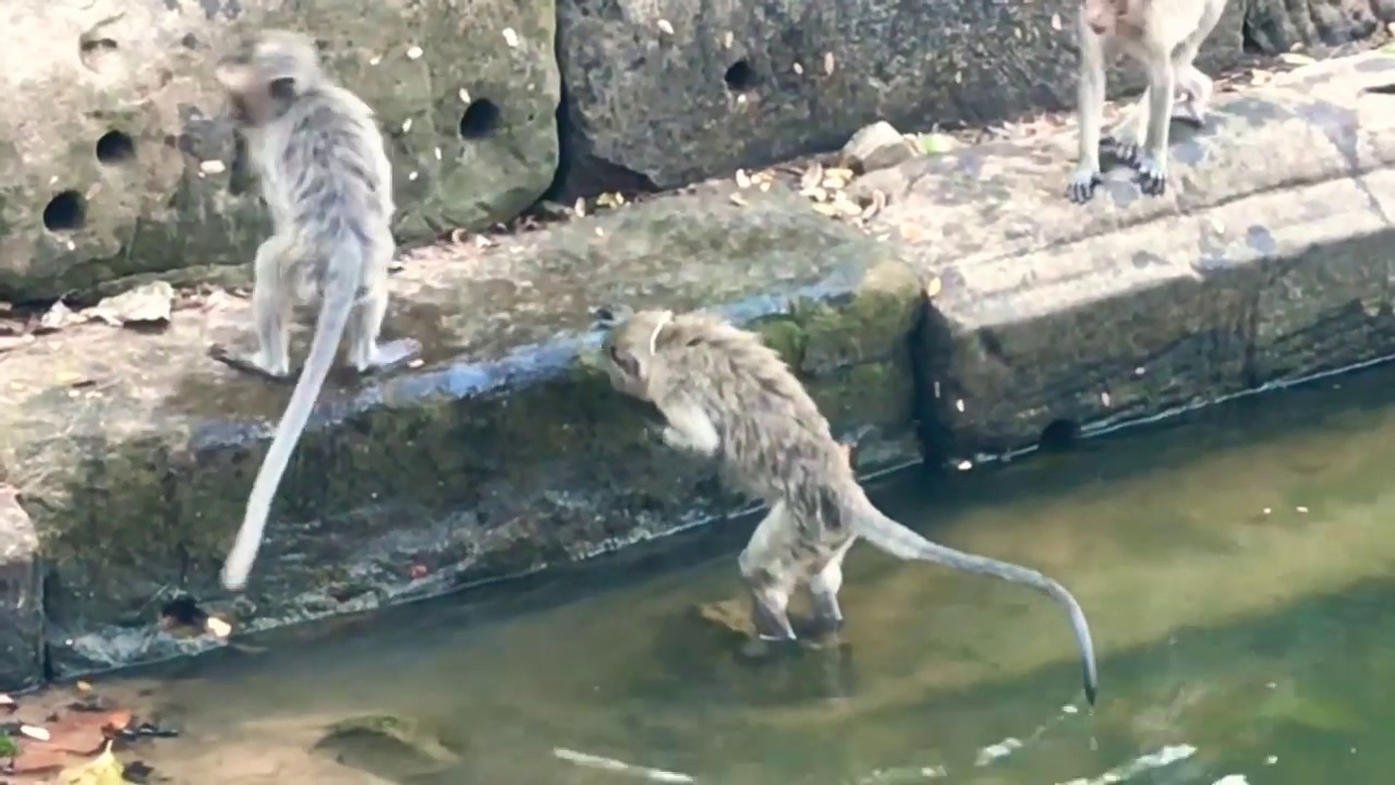 Monkeys fighting and playing water/ So pity baby Milo is ! Milo was ...