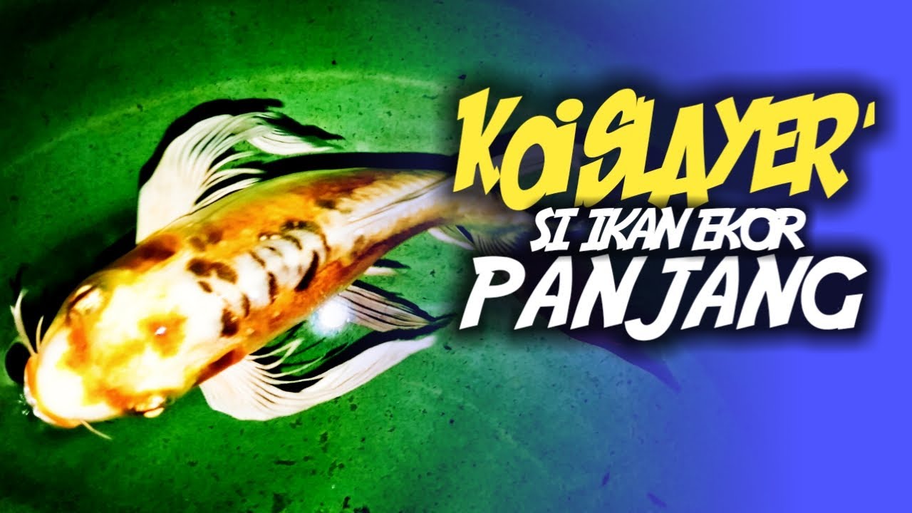 IKAN KOI EKOR PANJANG KOI SLAYER | KOIFISH - YouTube