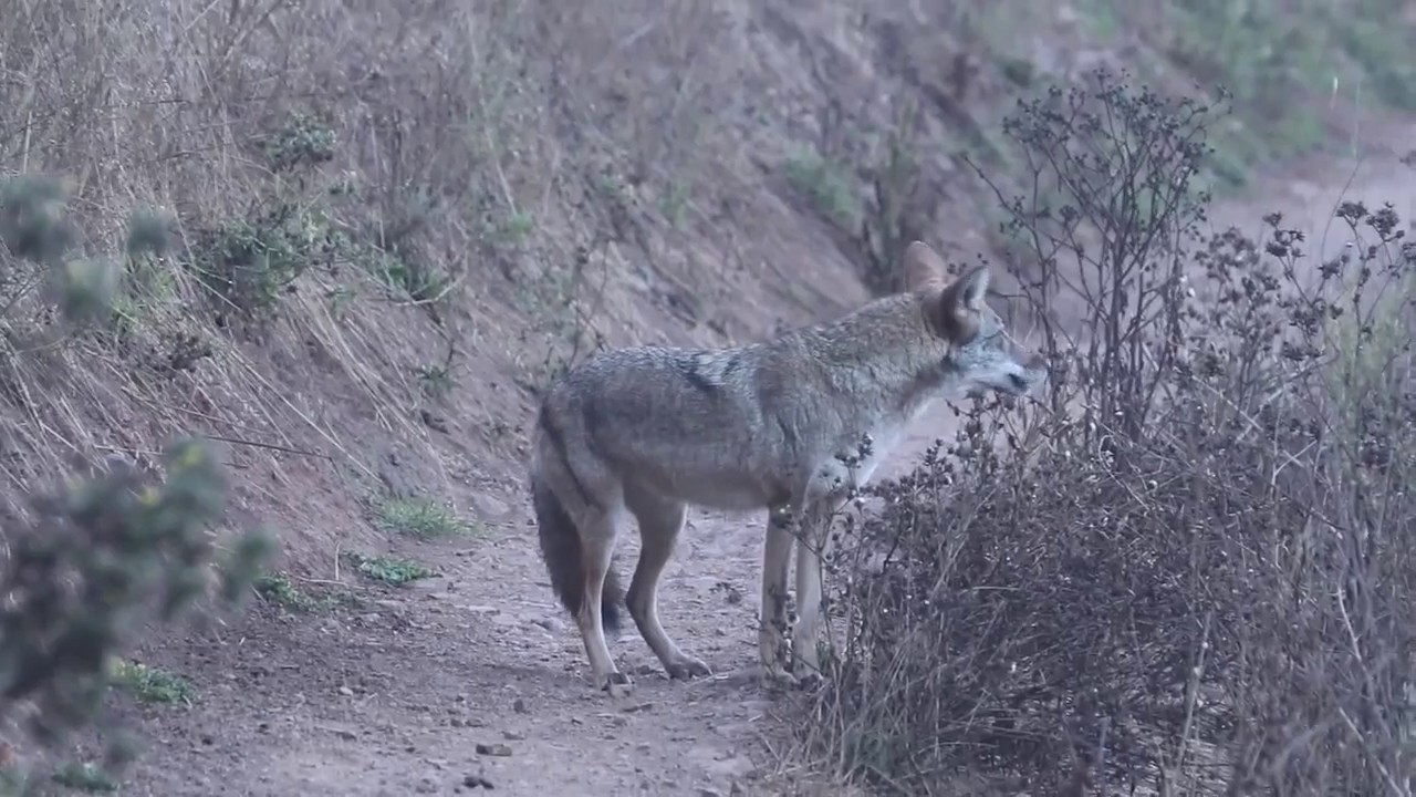 Yipping Mouth Movements 10/1 - YouTube