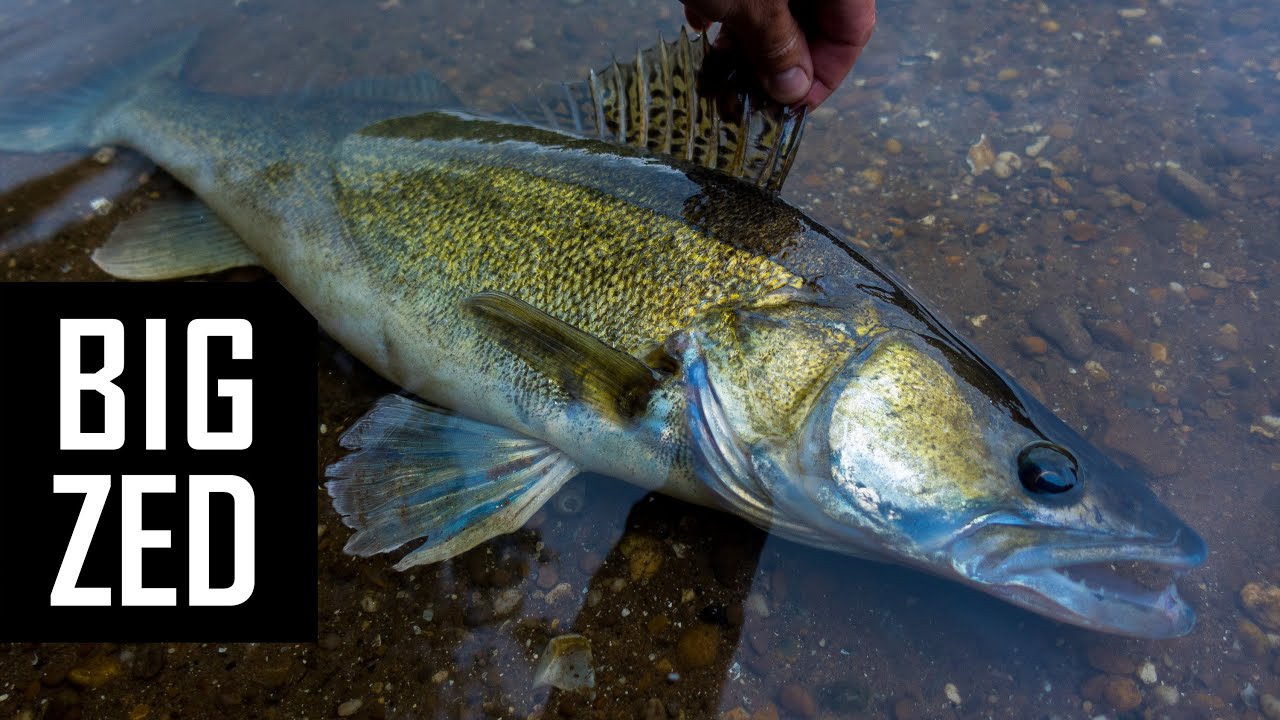 How to catch ZANDER on ledger using live baits? - YouTube