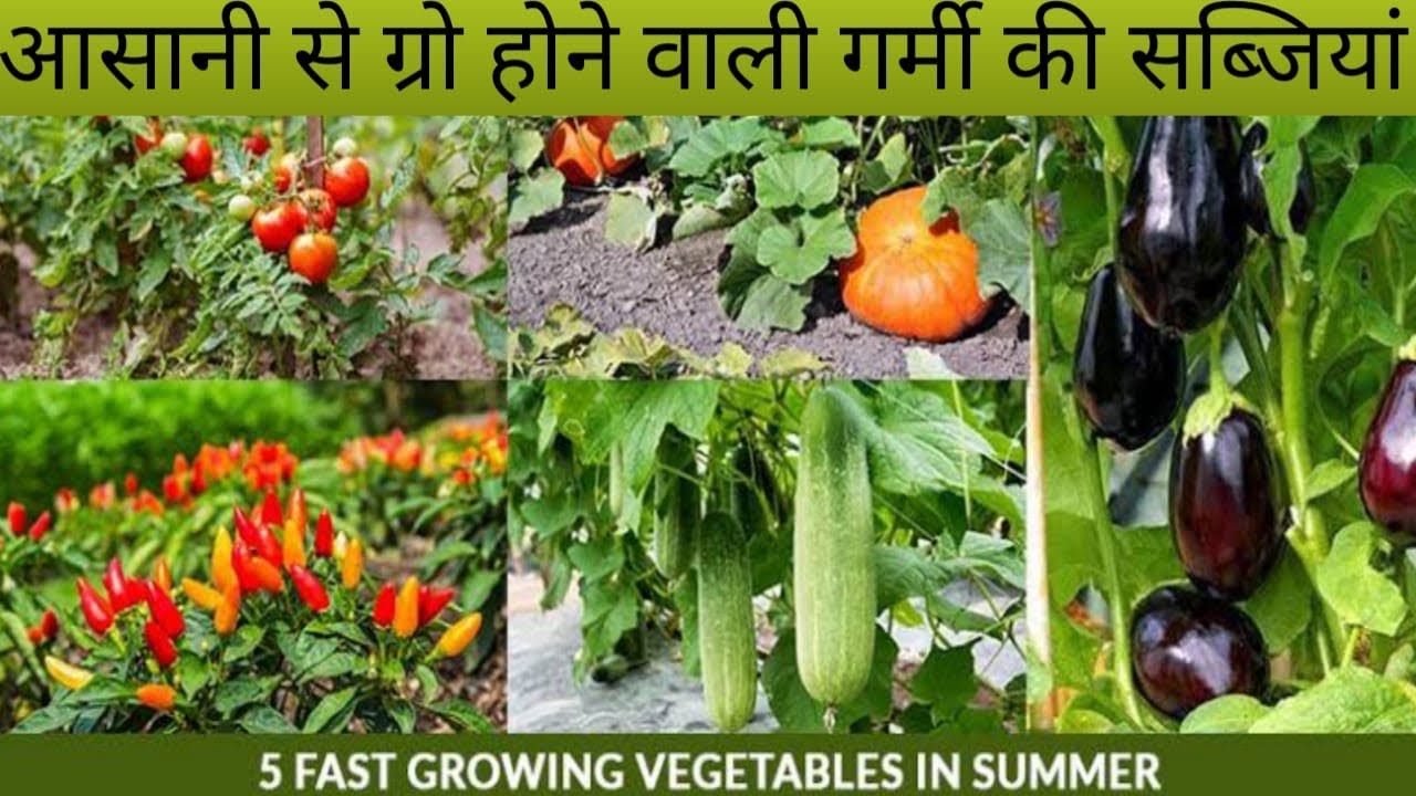 Terrace maine lagi vegetable ka update| summer sessions vegetable - YouTube