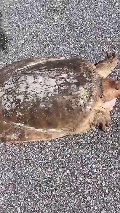 Speedy turtle races back to the water after guys attempt rescue - YouTube