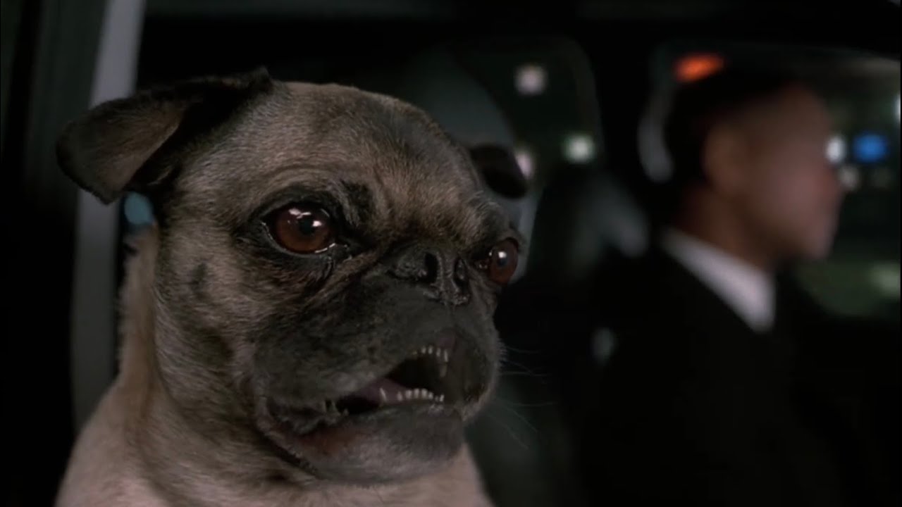 Men in Black 2- Frank the Pug singing - YouTube