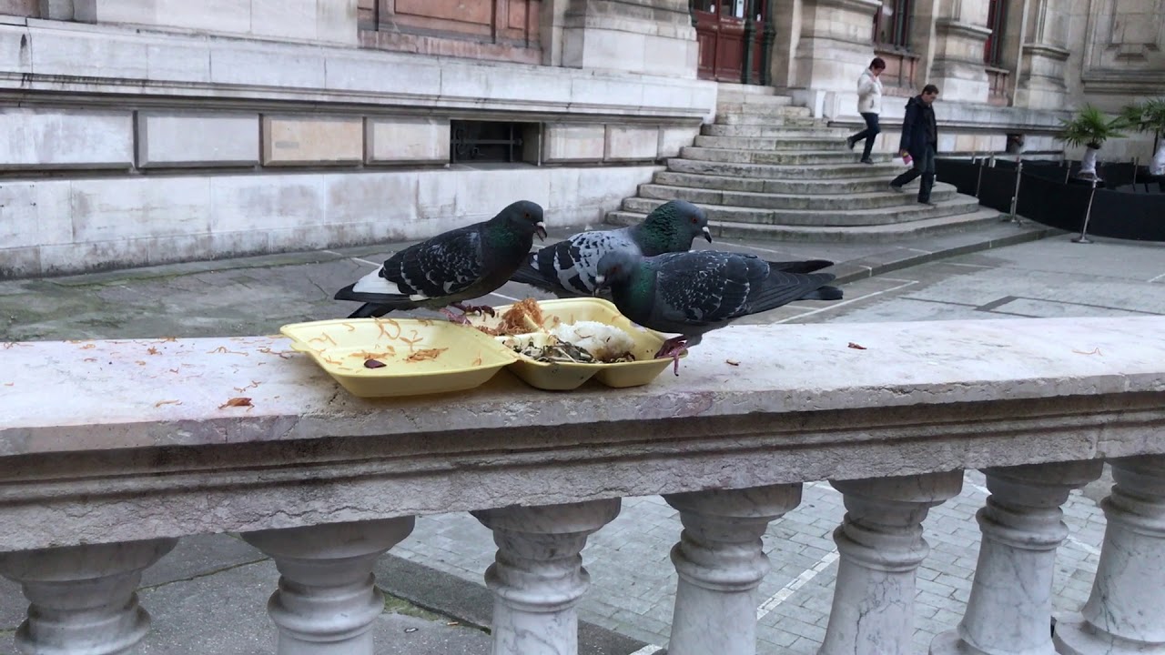 Pigeons eating Chinese rice around Opera Garnier- Paris - YouTube