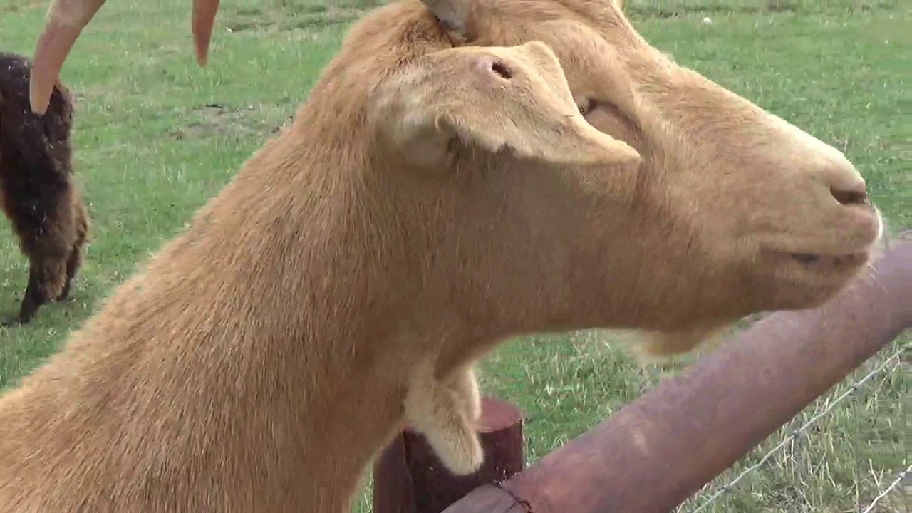 Mini Meadows Farm - YouTube