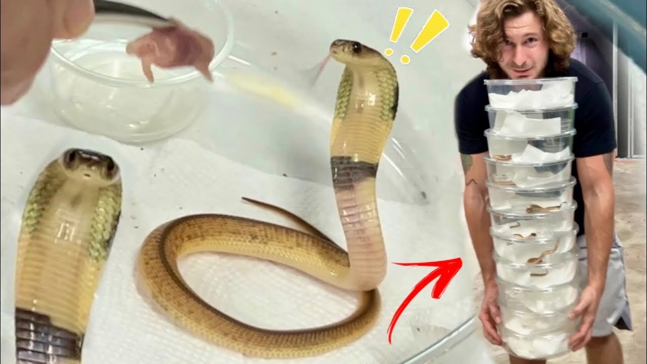 Baby Cobras need HELP!! - YouTube