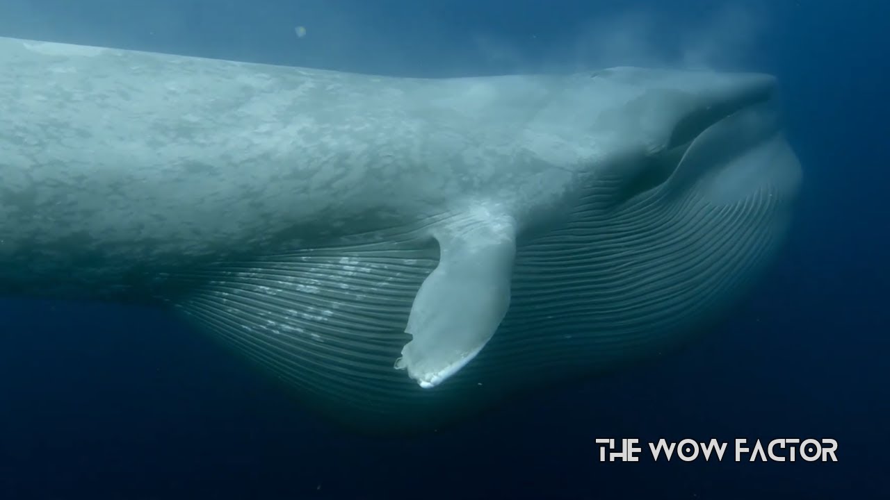 Why Blue Whales Are the Most Efficient Hunters - YouTube