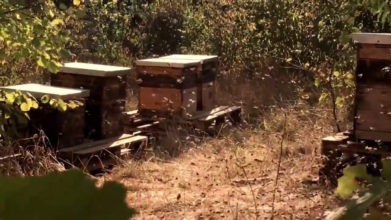 The buzzing of bees in a hive in an apiary in the village for ...
