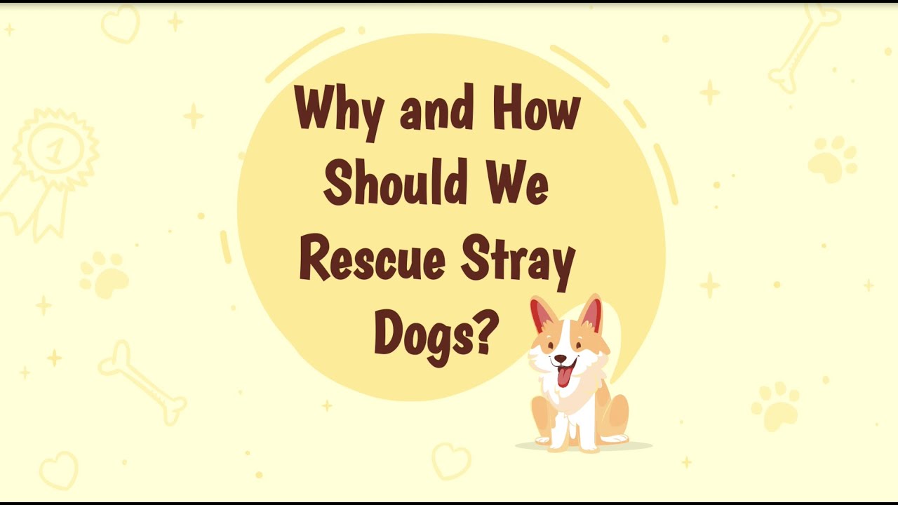 Why and How Should We Rescue Stray Dogs? - YouTube