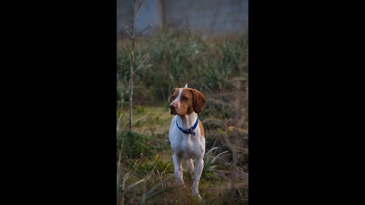 Salvu Cachia il Gegu -Il kelb tal kacca jismu Gakki - YouTube