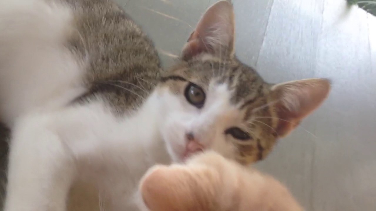 hitting. bad cat. - YouTube