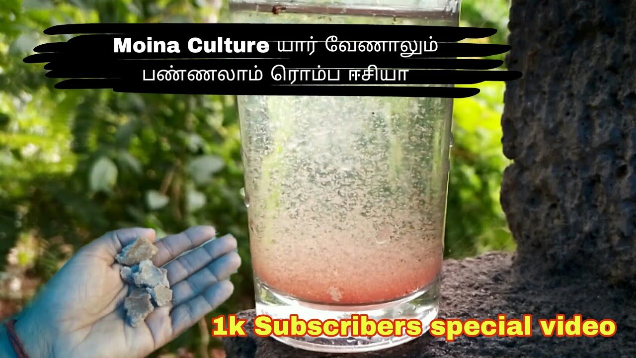 Moina Culture Correct Method | Free Life Food | Aathiaquavlog - YouTube