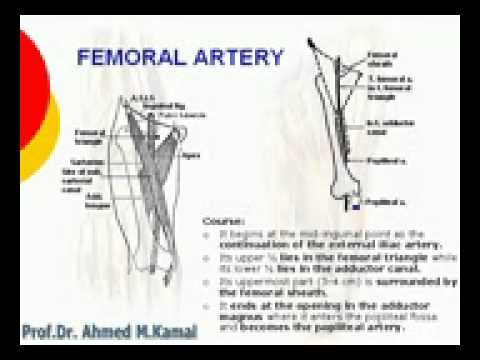 55 L Limb Femoral artery Azharmedicine com - YouTube