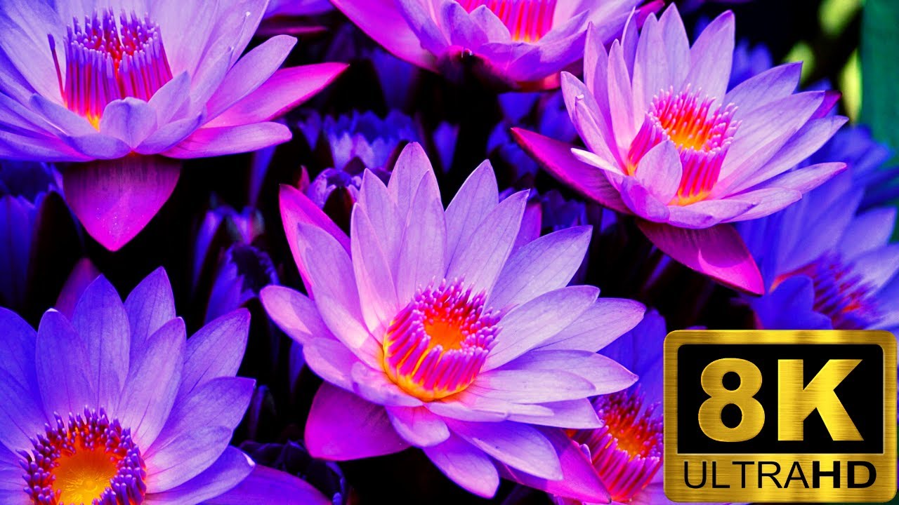 Flowers of magnificent beauty will amaze you! - YouTube